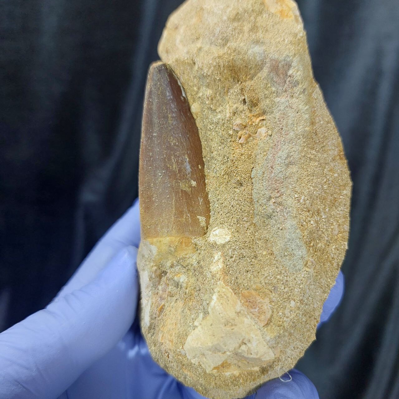 Fossils Mosasaur Tooth in Matrix Authentic Prehistoric Fossil - Etsy