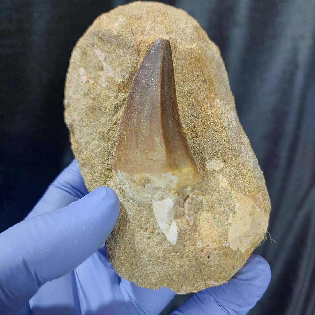 Fossils Mosasaur Tooth in Matrix Authentic Prehistoric Fossil - Etsy