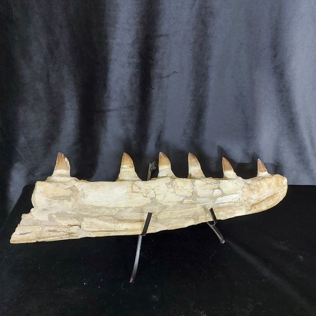 Rare Mosasaur Prognathodon Jaw Fossil From Morocco - Etsy