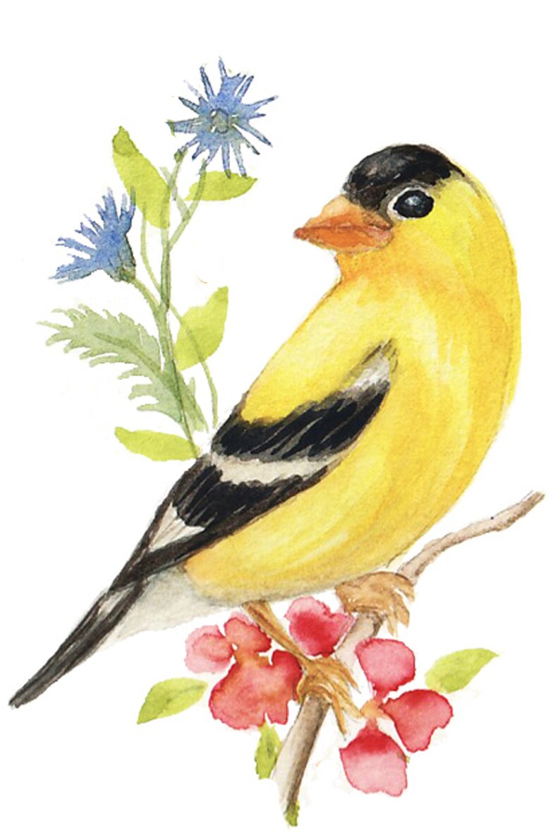 Yellow Finch Watercolor Print. Wall Art Print - Etsy