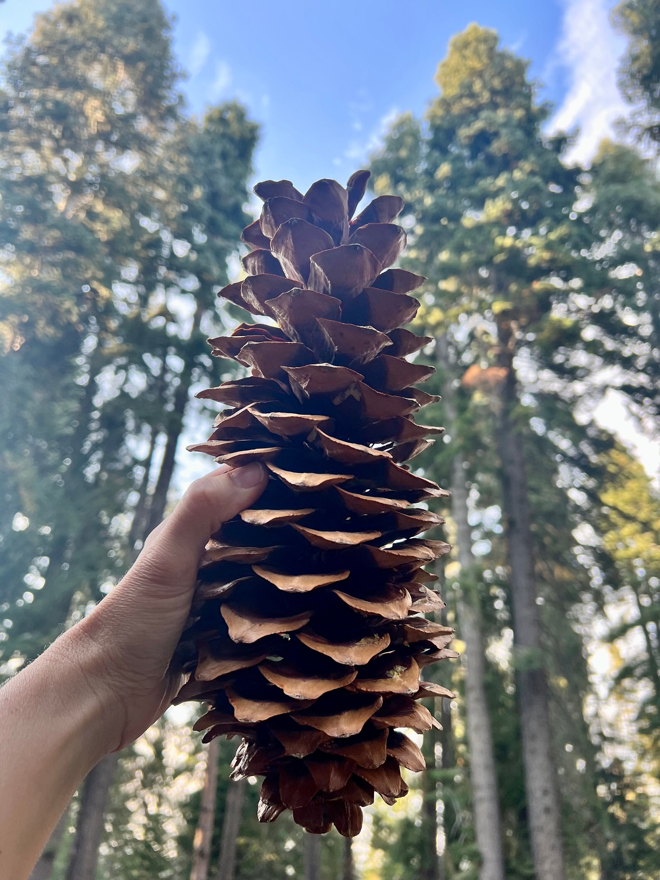 Sugarpine Pincone Extra Large - Etsy