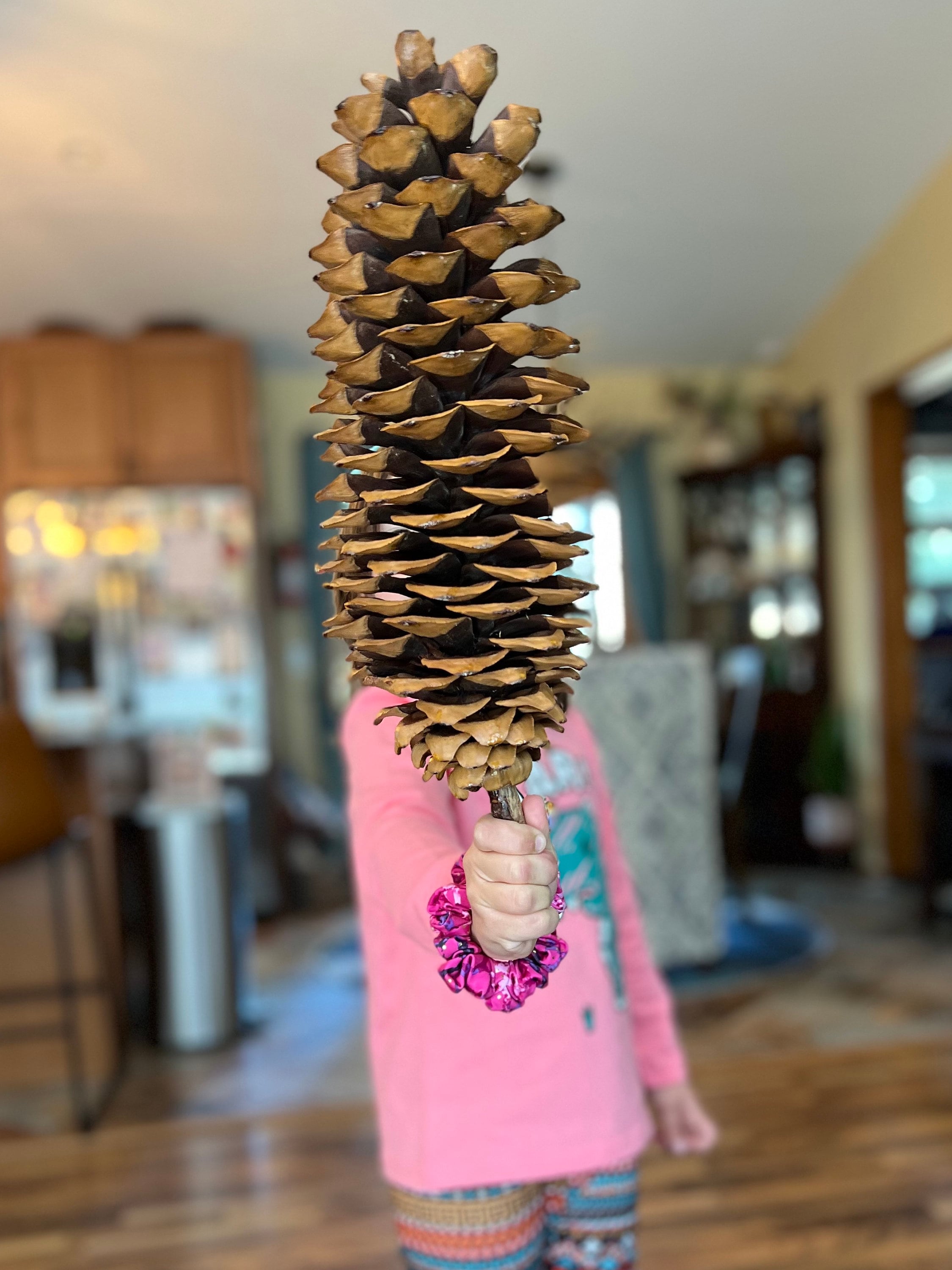 Sugarpine Pincone Extra Large - Etsy