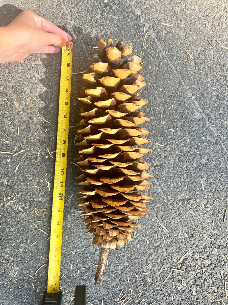 Sugarpine Pincone Extra Large - Etsy