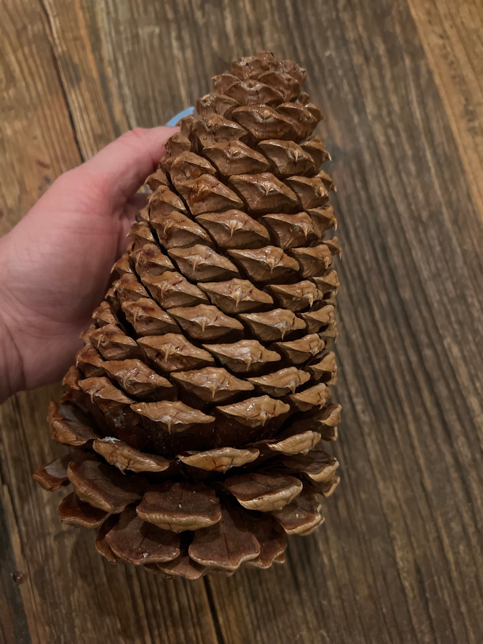Large Tahoe Pinecone - Etsy