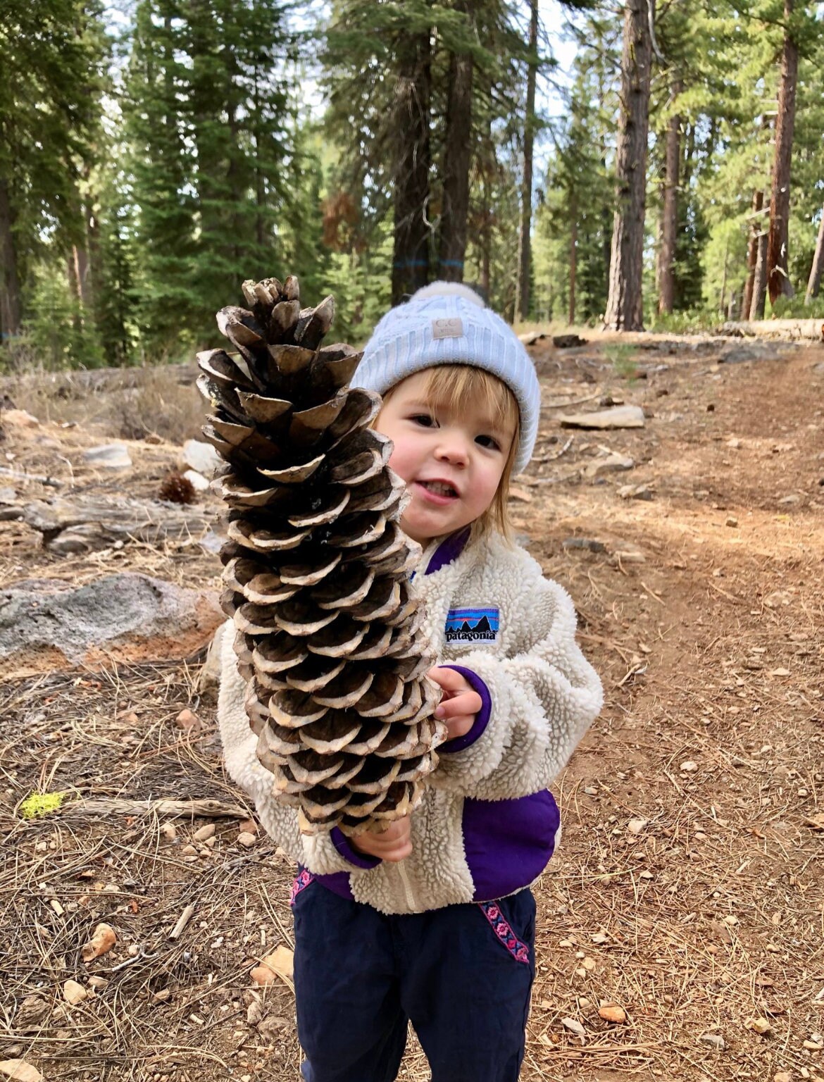 Sugarpine Pincone Extra Large - Etsy