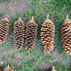 Sugarpine Pincone Extra Large - Etsy