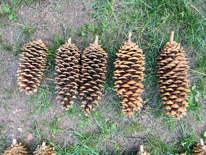 Sugarpine Pincone Extra Large - Etsy