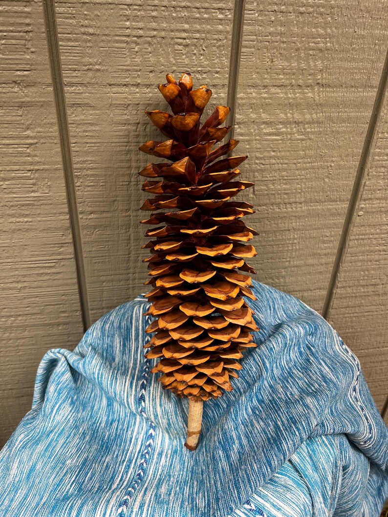 Sugarpine Pincone Extra Large - Etsy