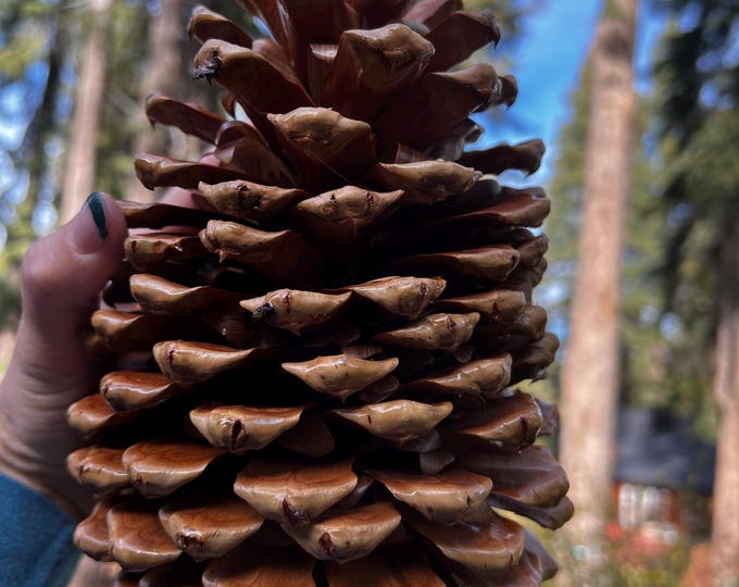 Large Tahoe Pinecone - Etsy