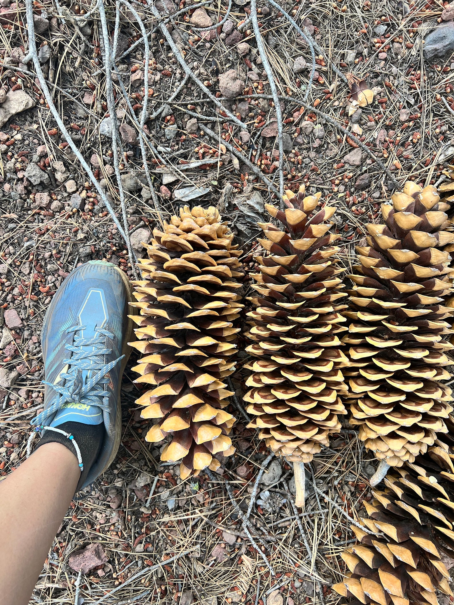 Sugarpine Pincone Extra Large - Etsy