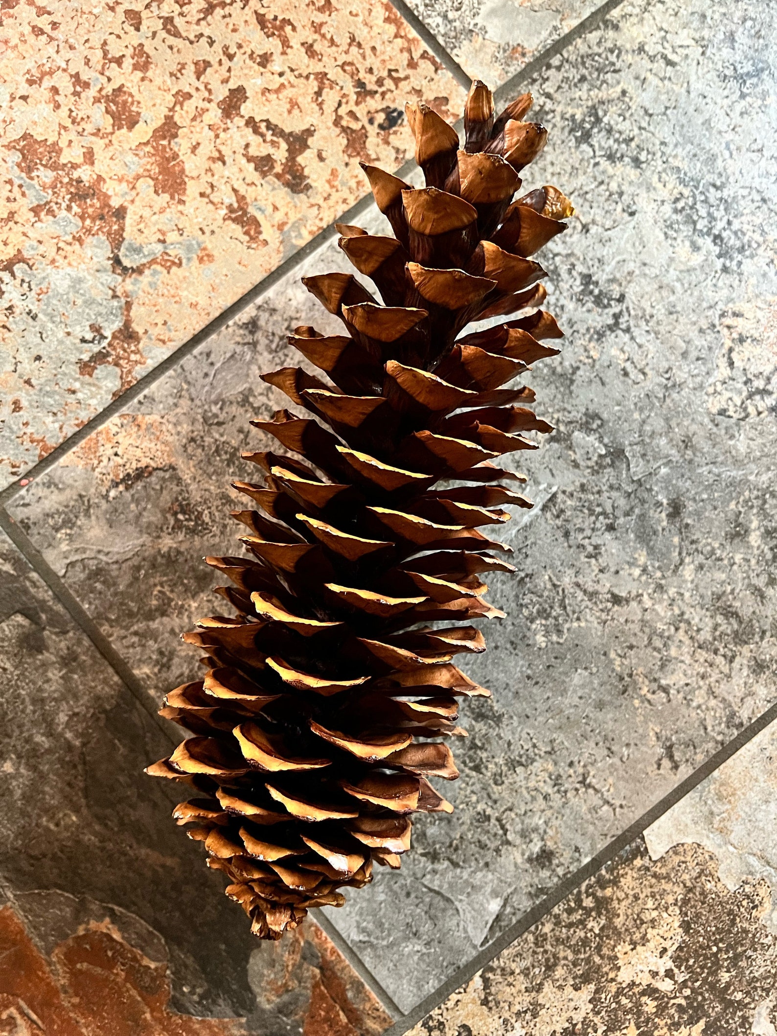 Sugarpine Pincone Extra Large - Etsy