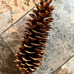 Sugarpine Pincone Extra Large - Etsy