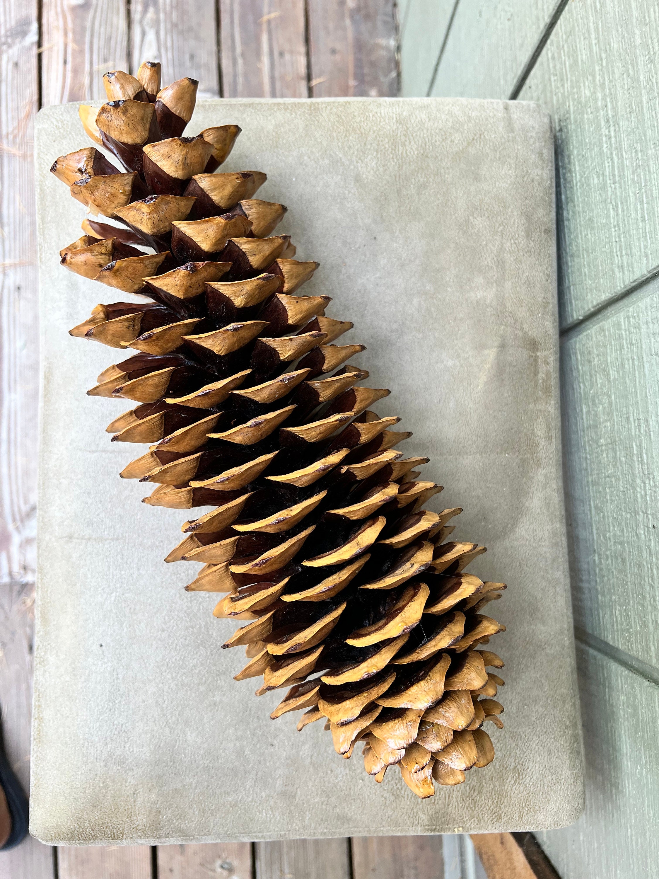 Sugarpine Pincone Extra Large - Etsy