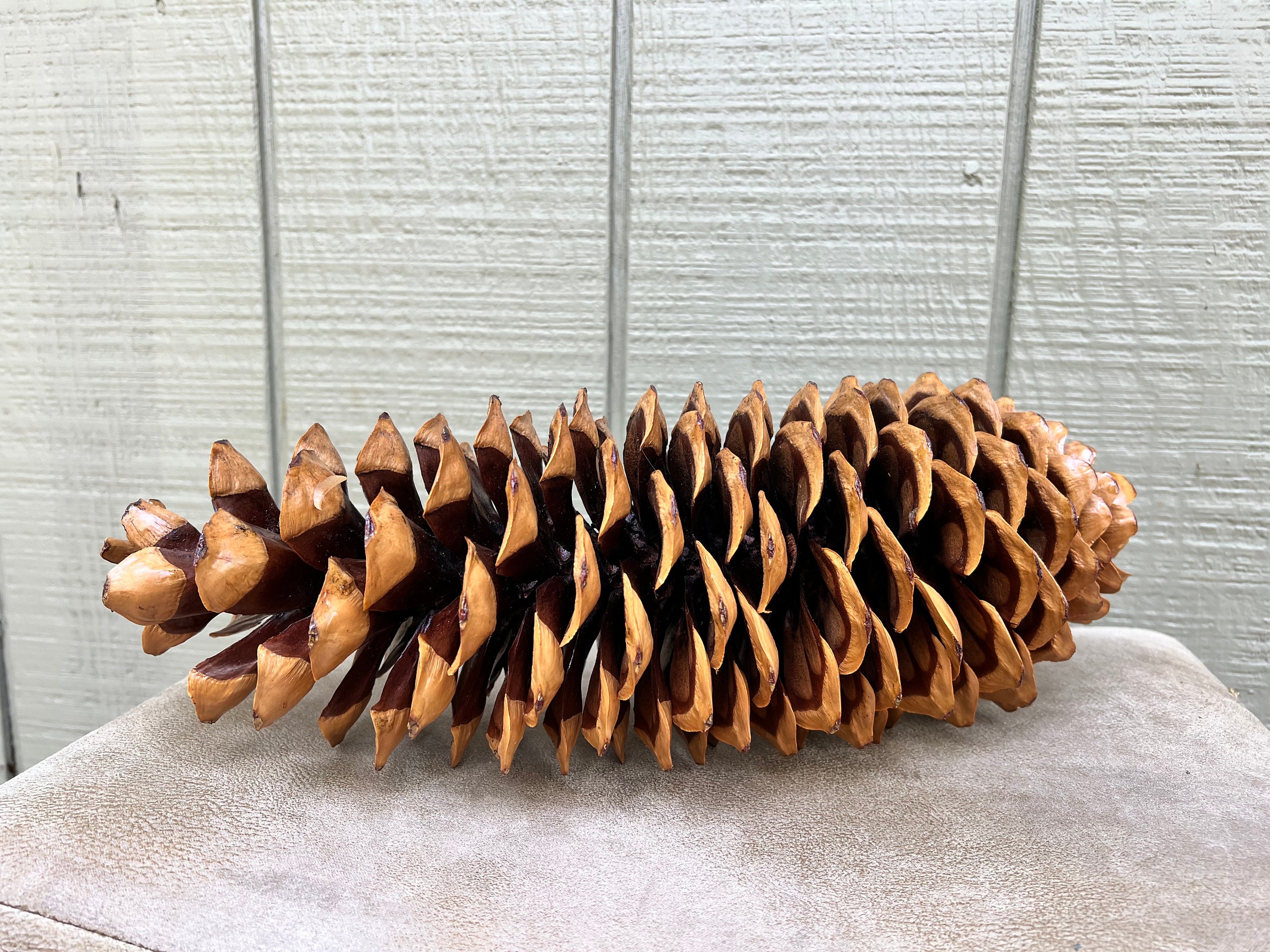 Sugarpine Pincone Extra Large - Etsy