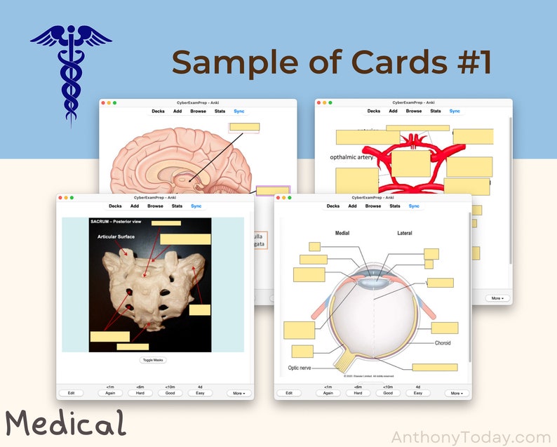 Ultimate Anatomy Physiology Flashcards Bundle 2024 Medical Notes Anki ...