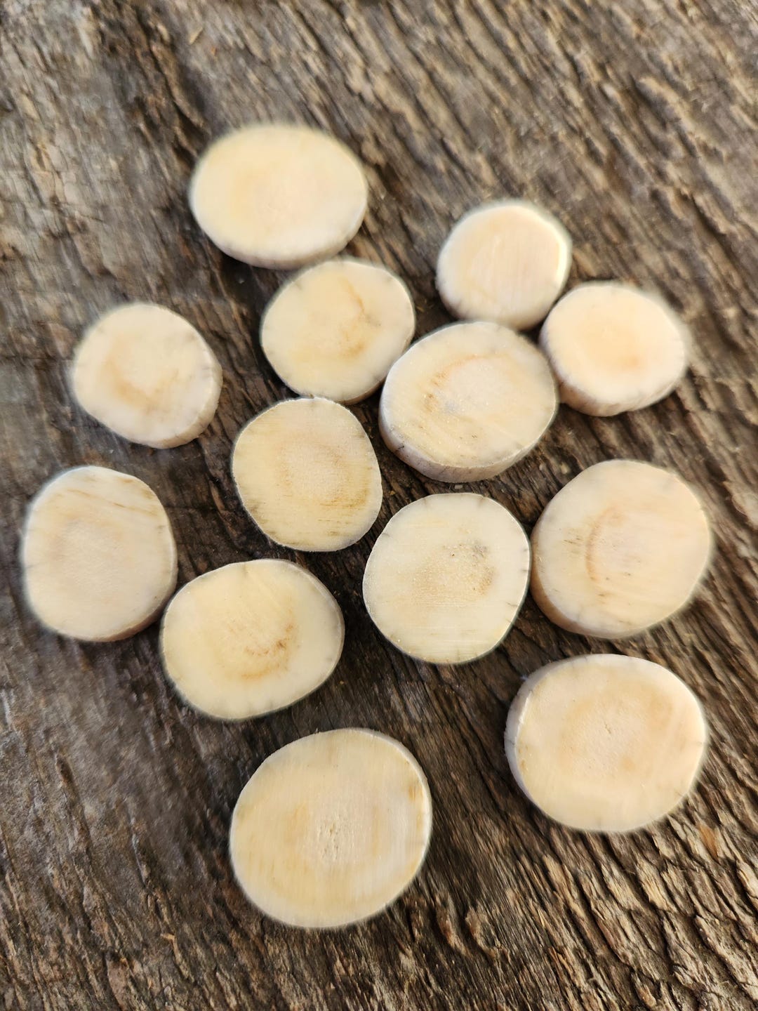 Genuine Antler Slices (white-tailed Deer) Jewelry-making | Buttons ...
