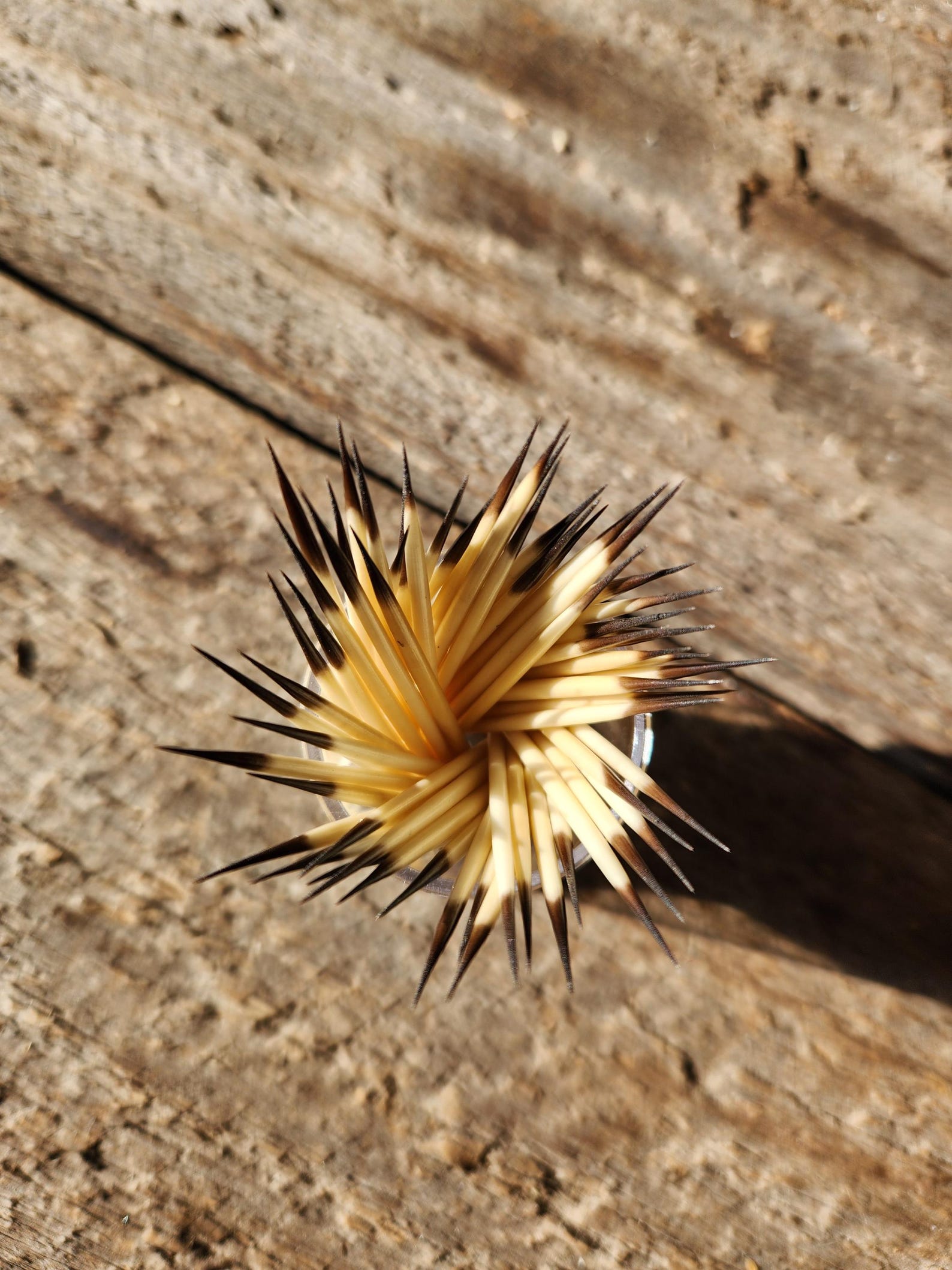30 Washed Porcupine Quills (2.5 Inch) for Crafts, Jewelry Making, Fly ...