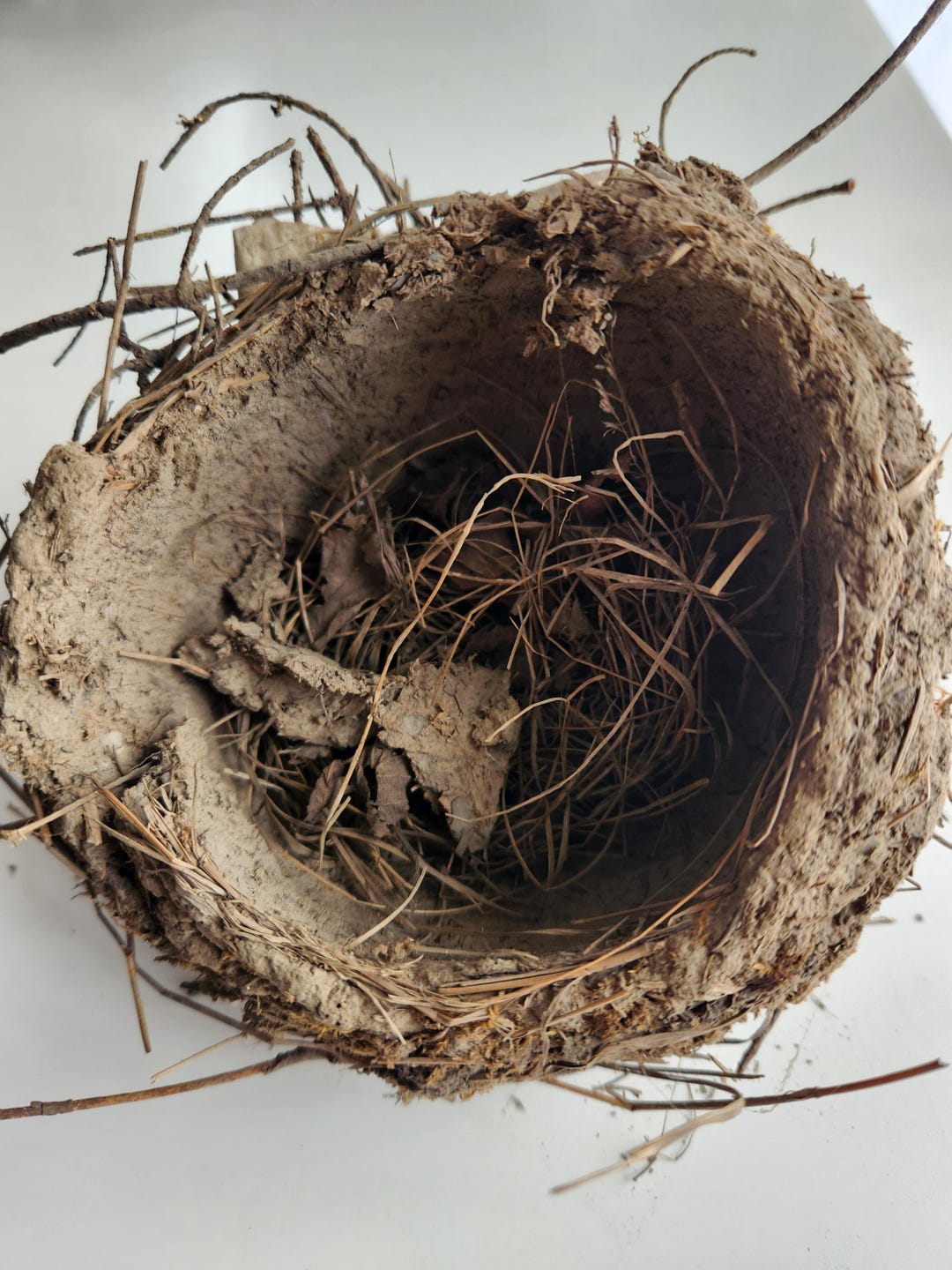 Clay Bird Nest Authentic Real Ontario Bird Nest - Etsy