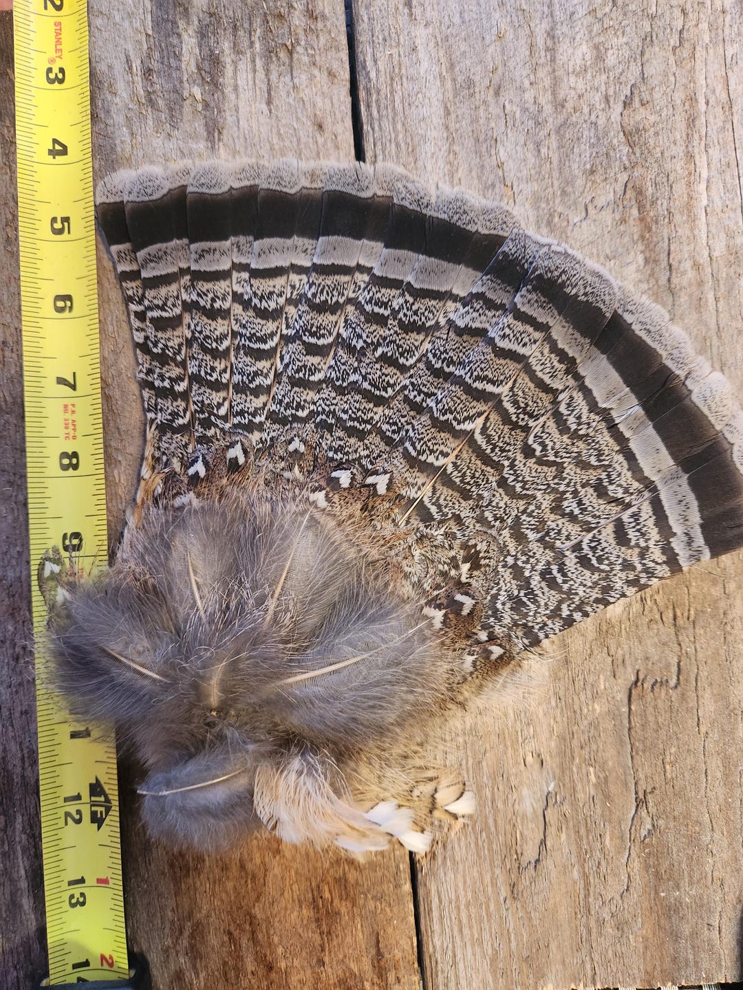 GREY- Ruffed Grouse Tail (full) Fan Tail (free Shipping) - Etsy