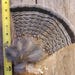 Grouse Tail (full) Fan Tail Taxidermy (grey Ruffed Grouse Tail) - Etsy