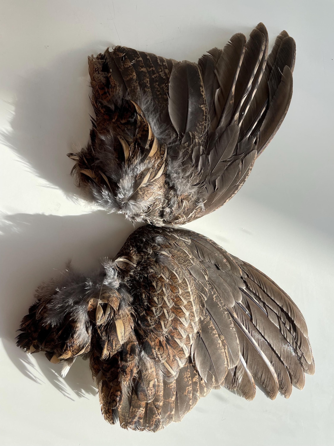 Ruffed Grouse Wings Preserved Dried (authentic) Wings for Smudging ...
