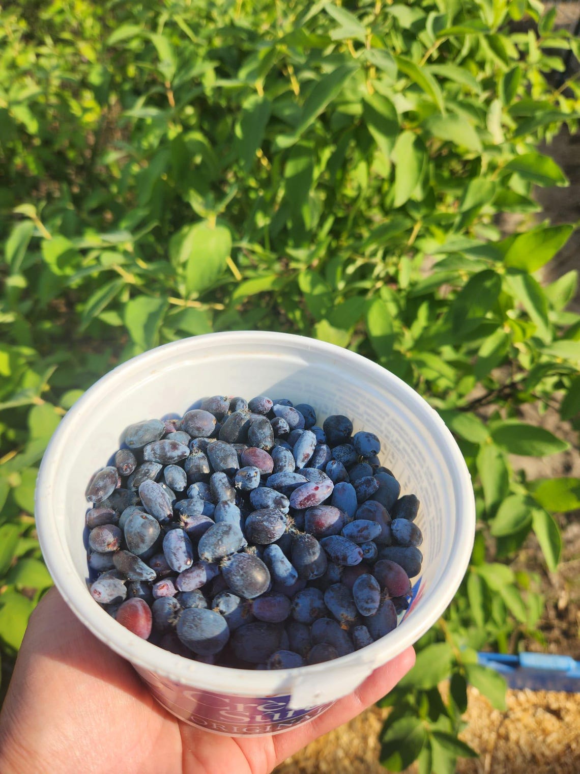 Mixed Haskap| Honeyberry Seeds (20 Dehydrated Berries| Many Seeds ...
