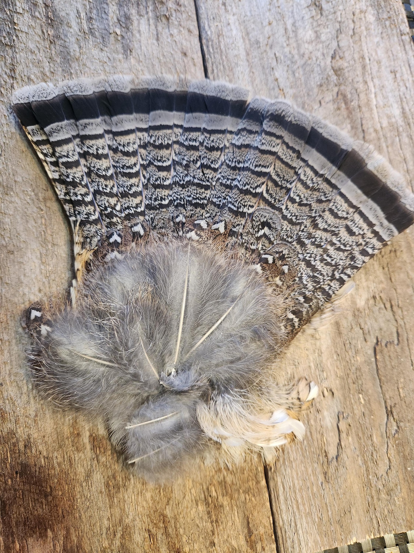 Grouse Tail (full) Fan Tail Taxidermy (grey Ruffed Grouse Tail) - Etsy