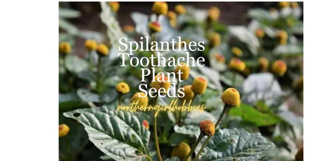RARE Spilanthes Toothache Plant Seeds (20 Seeds + Gift) Heirloom ...