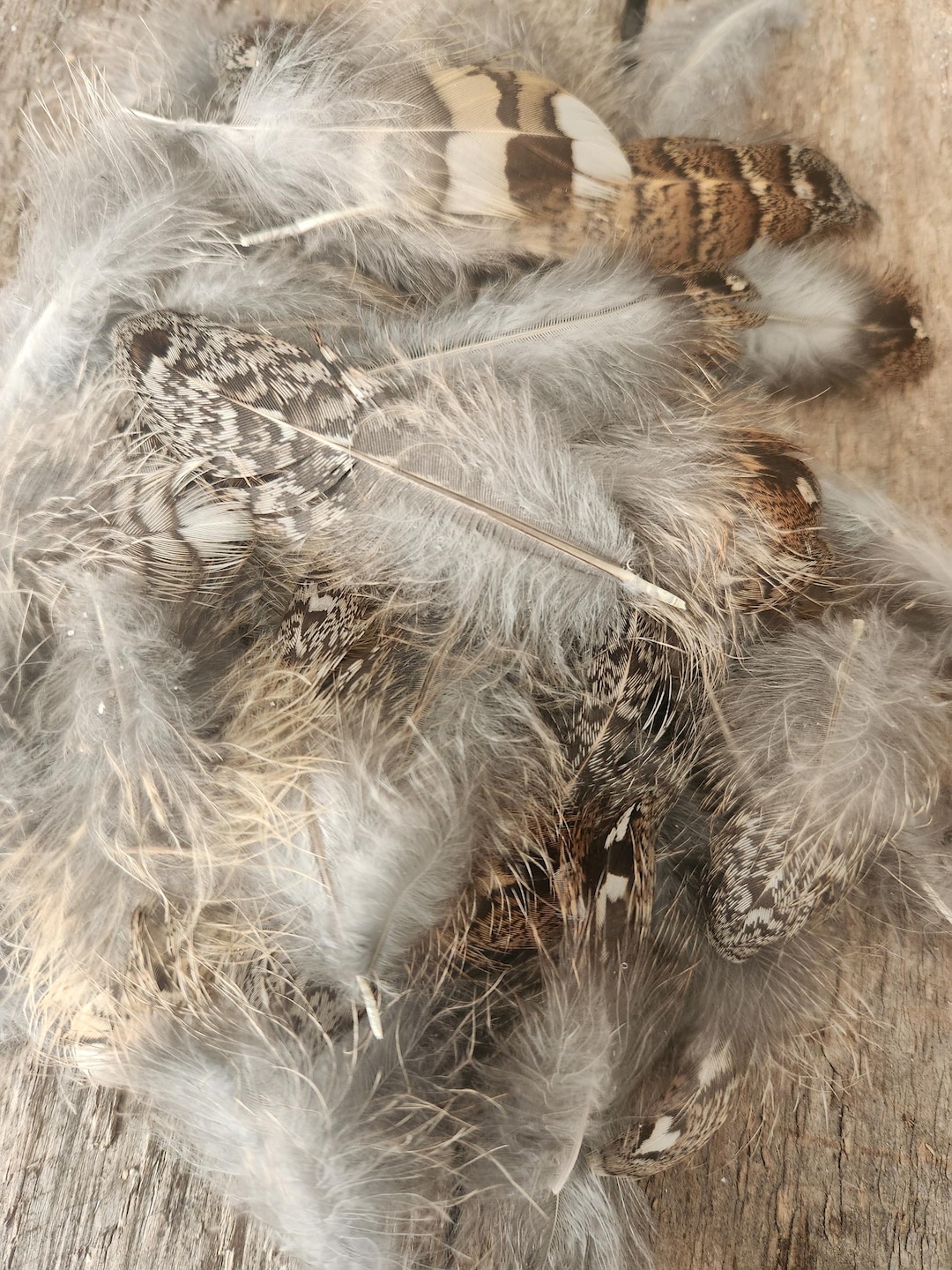 Mixed Lot of Ruffed Grouse Tail Feathers (plume & Down)- 50+ Feathers ...