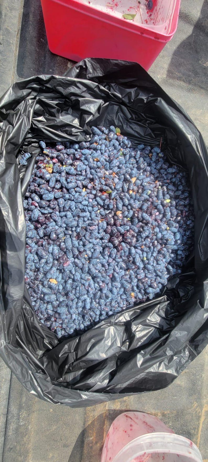 Mixed Haskap| Honeyberry Seeds (20 Dehydrated Berries| Many Seeds ...