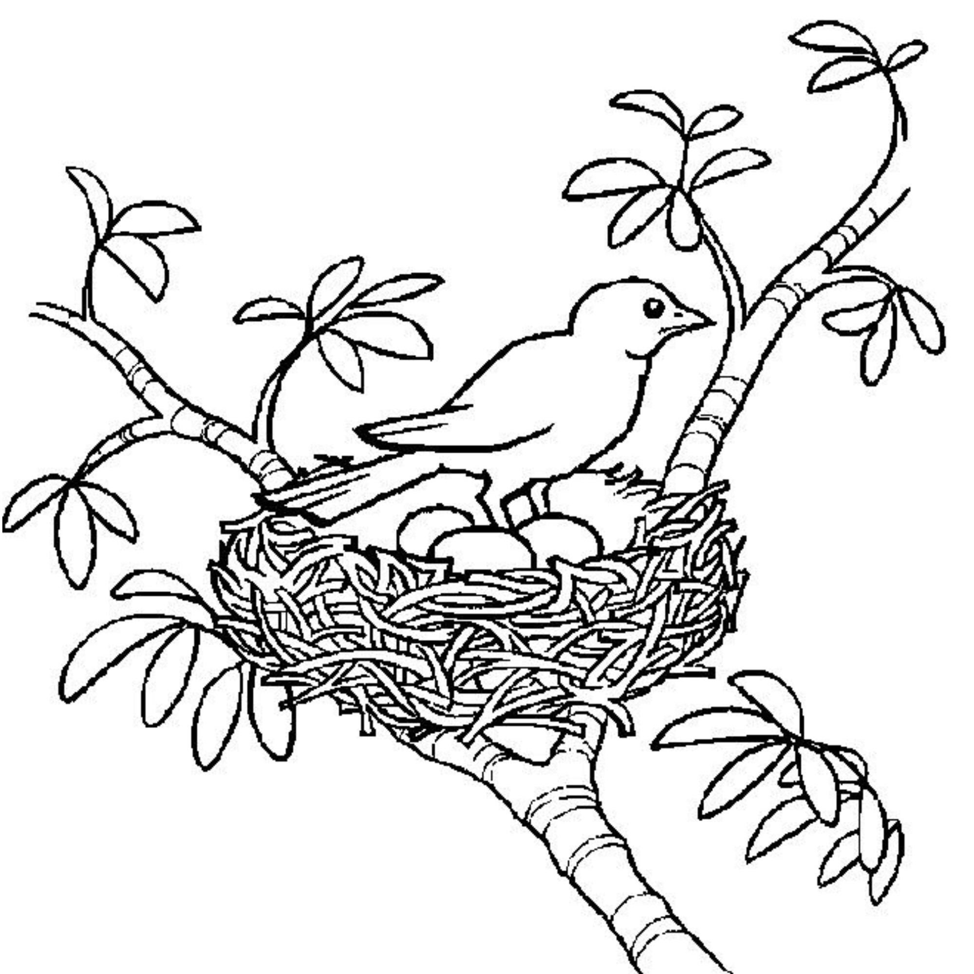 Little Bird Coloring Pages Instant Download 20 Pages Coloring - Etsy