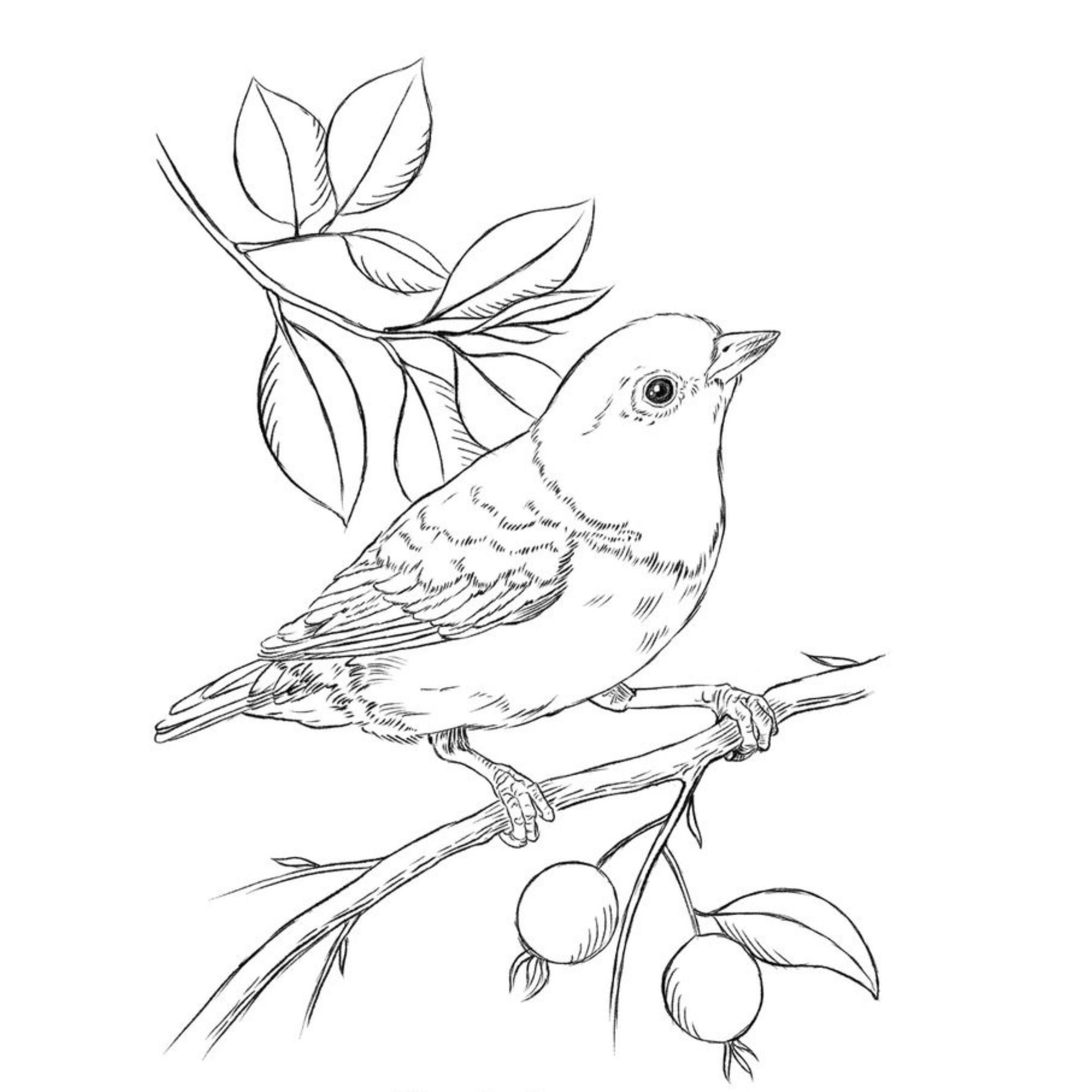 Little Bird Coloring Pages Instant Download 20 Pages Coloring - Etsy