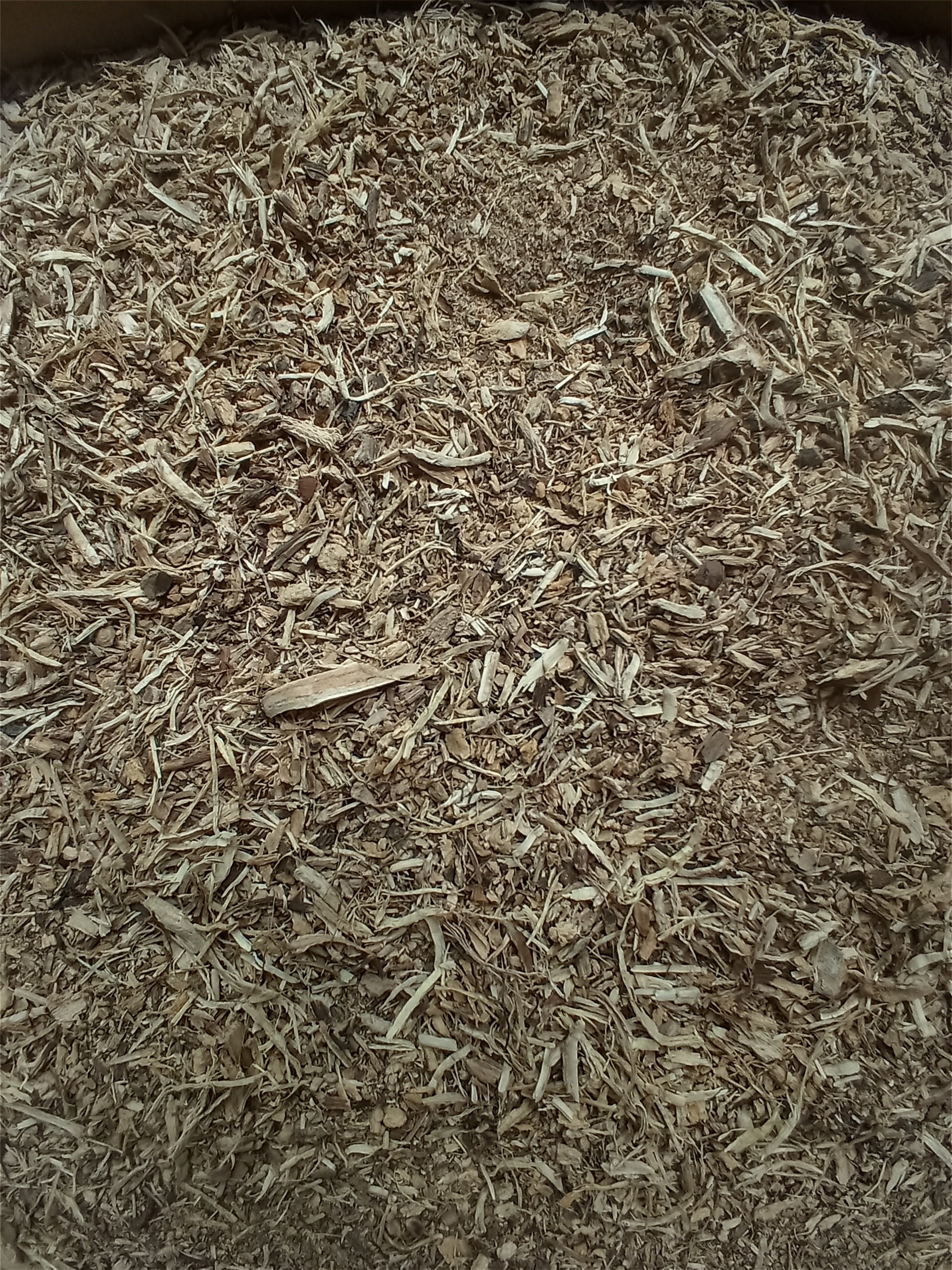 Yellow Dock Root - Etsy