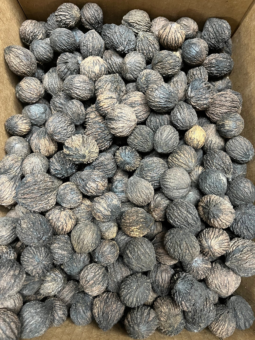 2 Lbs of Washed Black Walnuts - Etsy