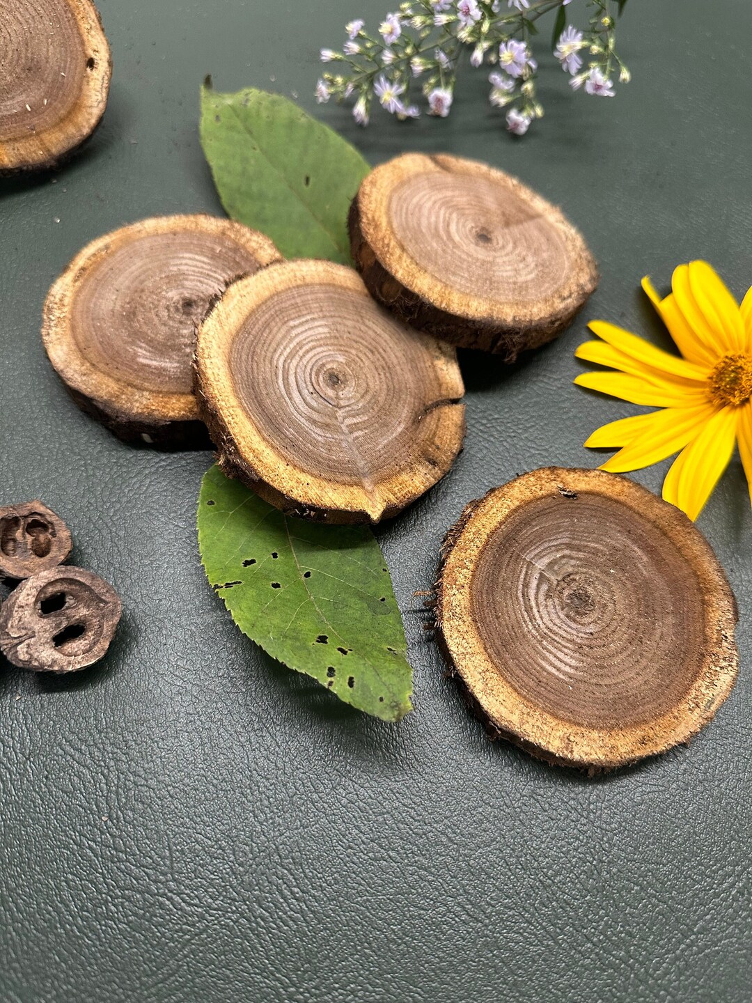 Black Walnut Wood Slices 3" Wide Set of 16 - Etsy