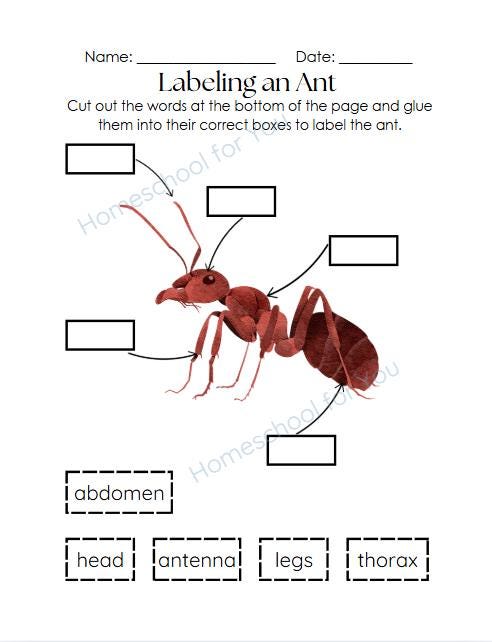 Kindergarten Insect Unit Study - Bug Unit Study - Etsy