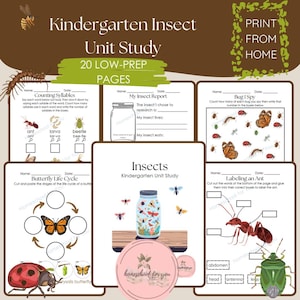 Kindergarten Insect Unit Study - Bug Unit Study - Etsy
