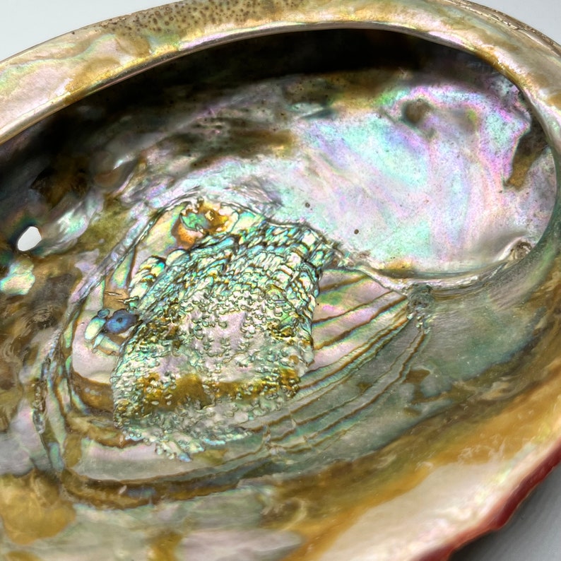 Large Vintage 8 X 6 Red Abalone Shell Unpolished MCM Midcentury High ...