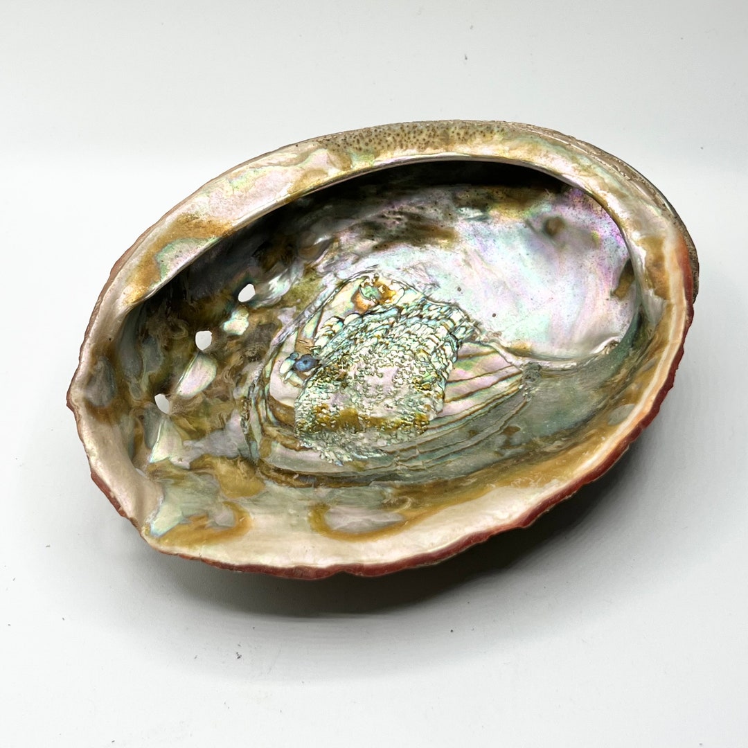 Large Vintage 8 X 6 Red Abalone Shell Unpolished MCM Midcentury High ...