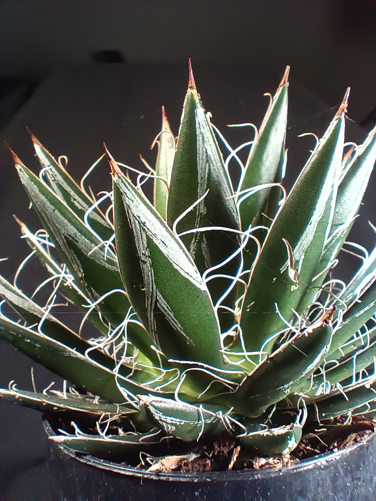 Agave Filifera, Threadleaf Agave - Etsy