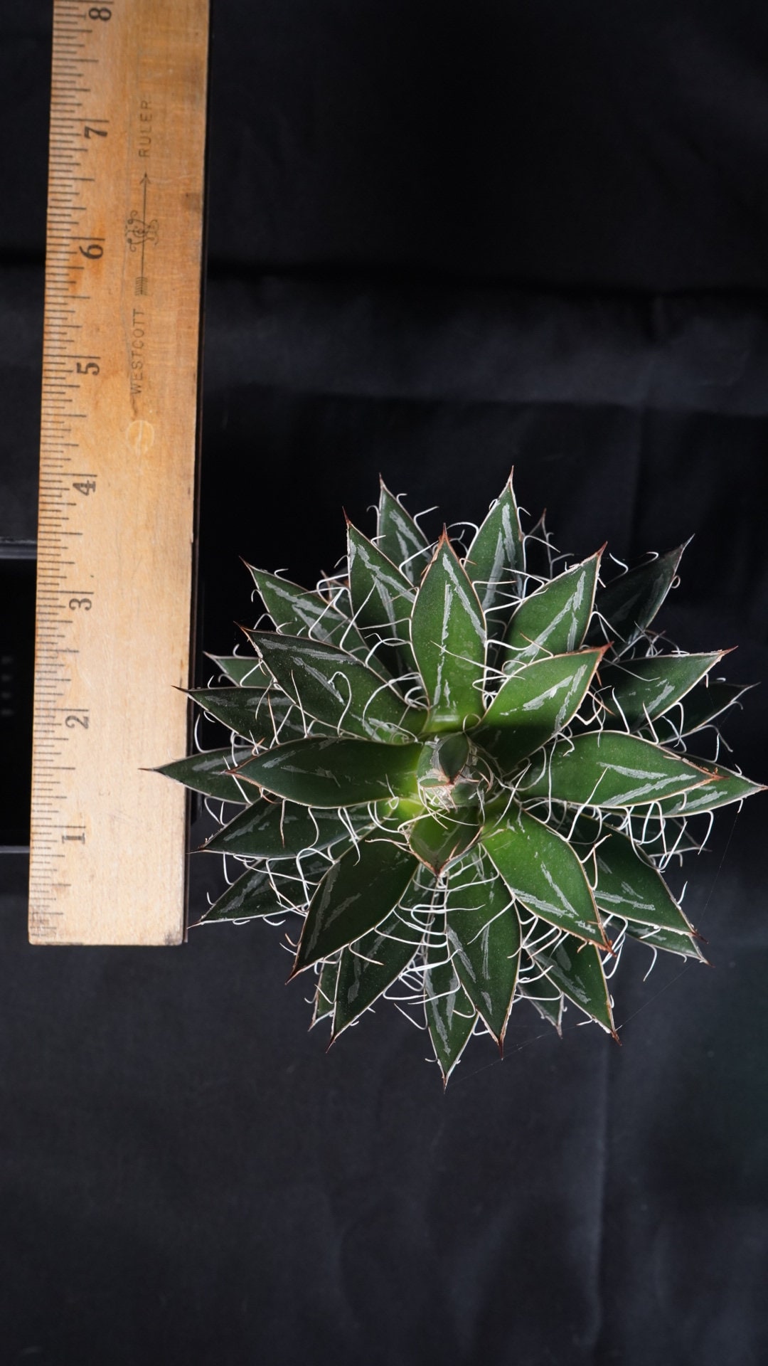 Agave Filifera, Threadleaf Agave - Etsy