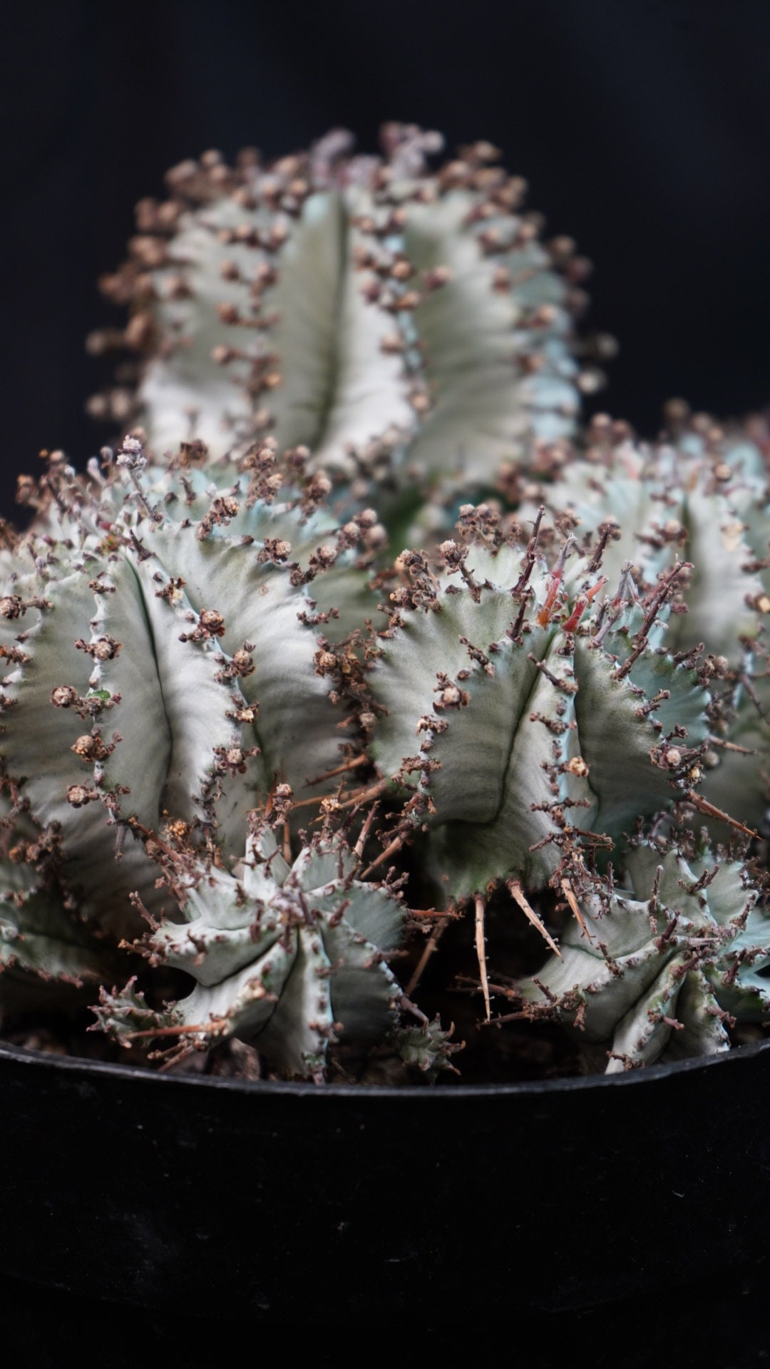 Euphorbia Horrida Var. Snowstorm - Etsy