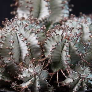 Euphorbia Horrida Var. Snowstorm - Etsy