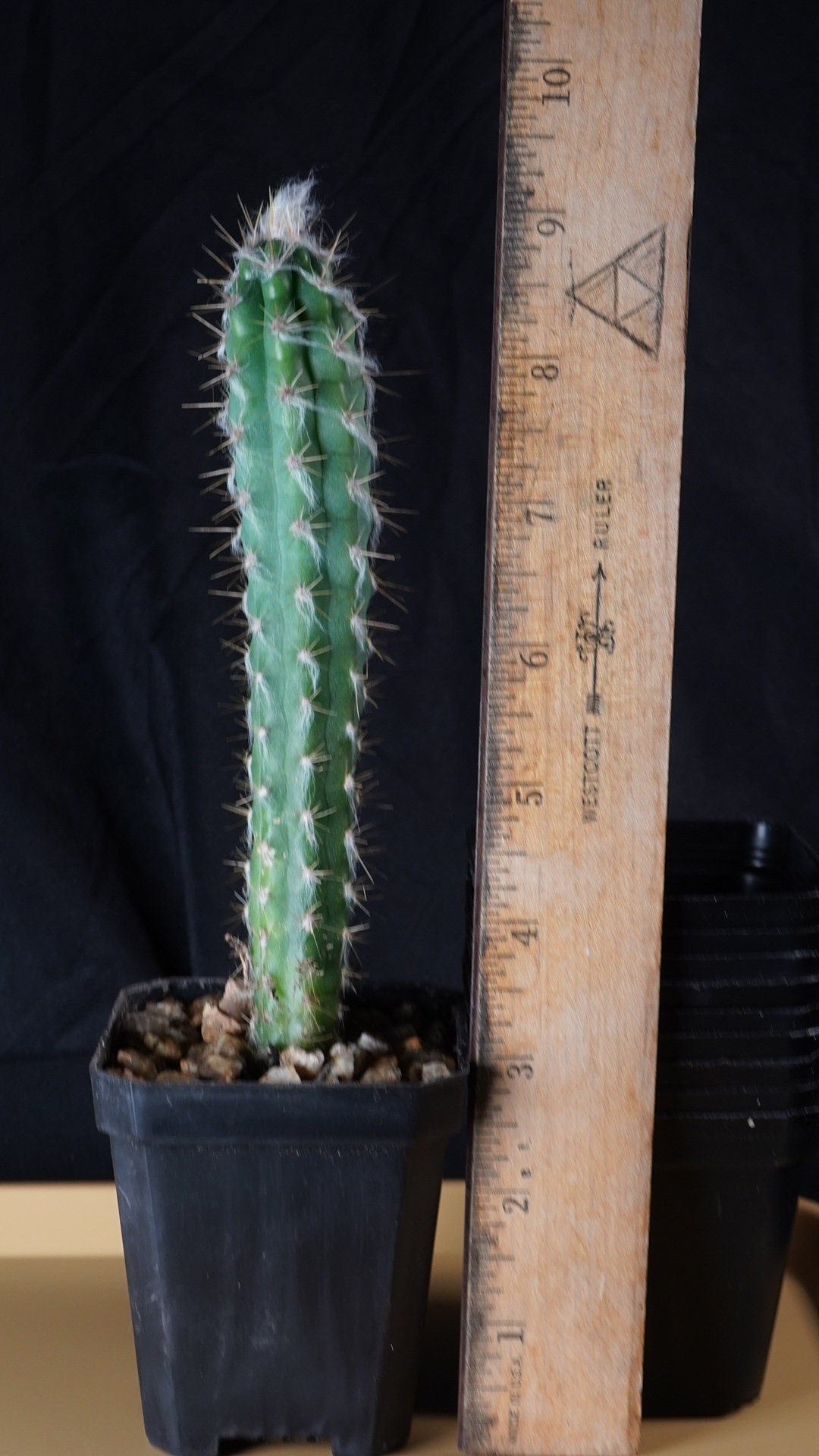 5-7 Inch Pilosocereus Leucocephalus, Aka Pilosocereus Palmeri - Etsy