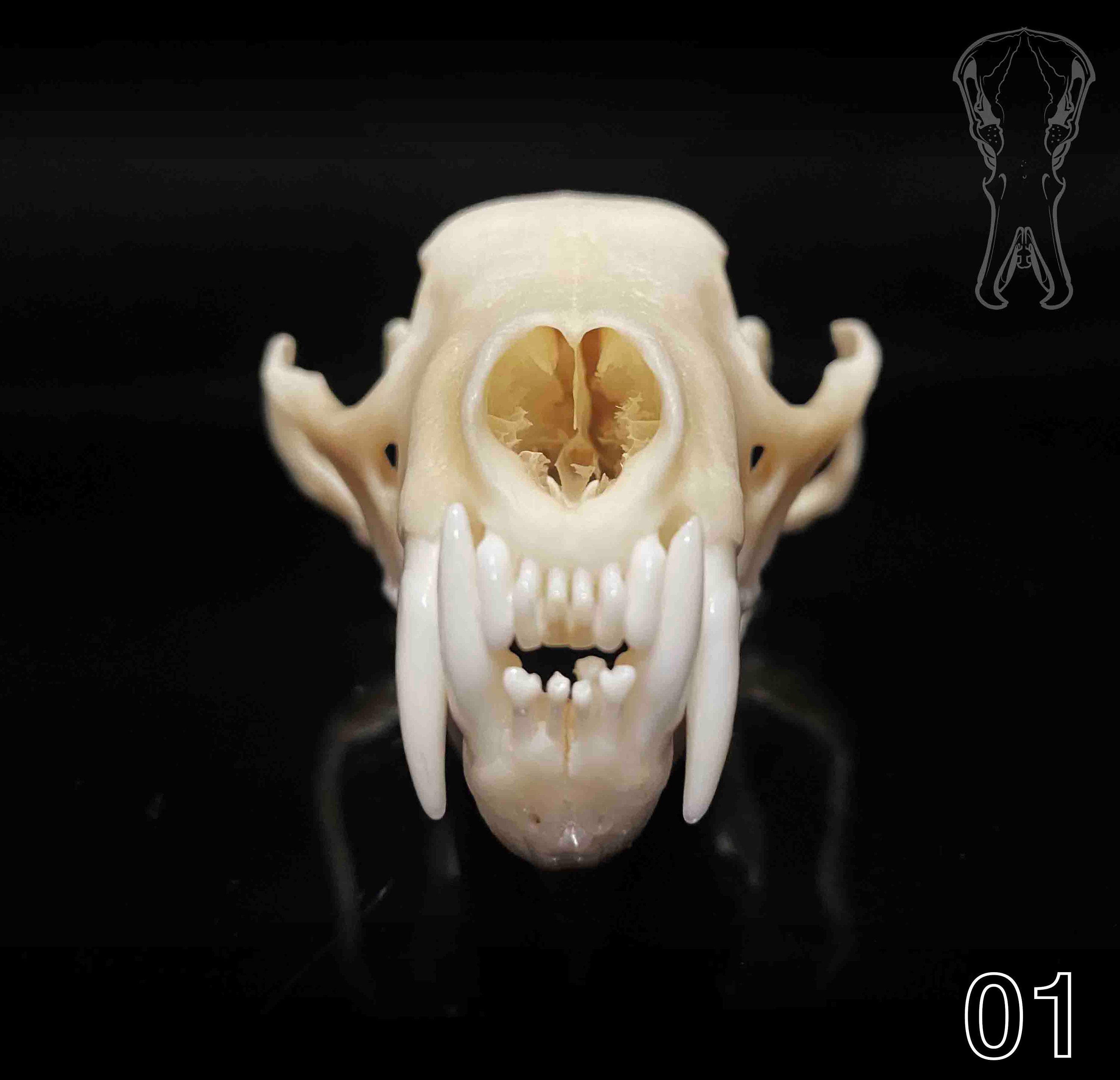 Real American Fisher Skull Taxidermy Bone Oddity Curiosities - Etsy