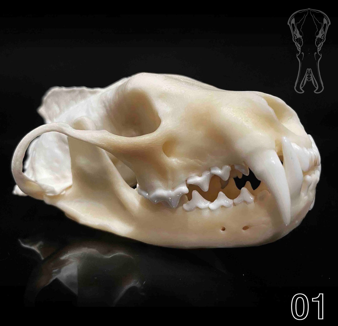 Real American Fisher Skull Taxidermy Bone Oddity Curiosities - Etsy