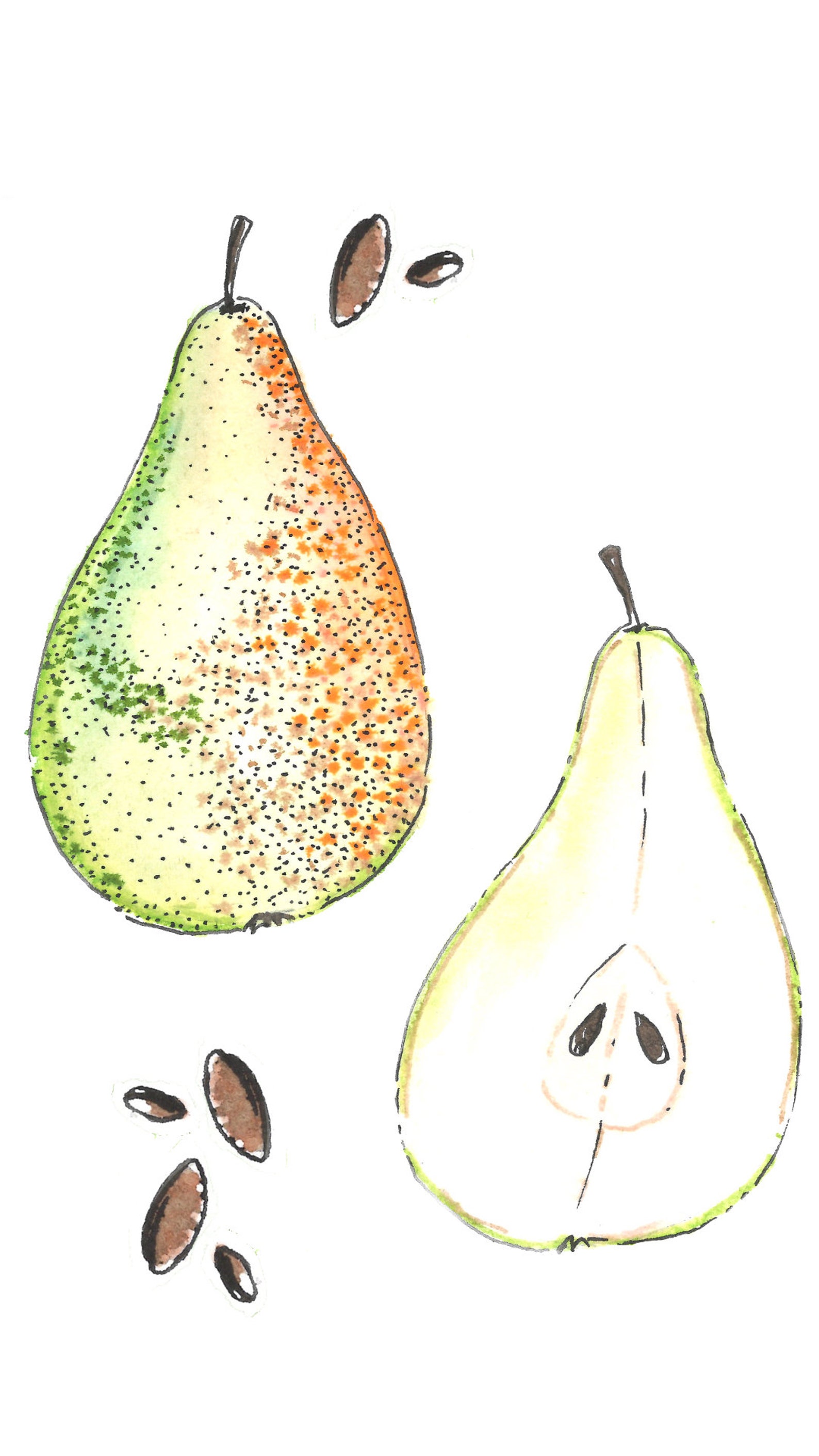 Colorful Set Clipart Apple Illustration at 400 Dpi.asset With Print ...