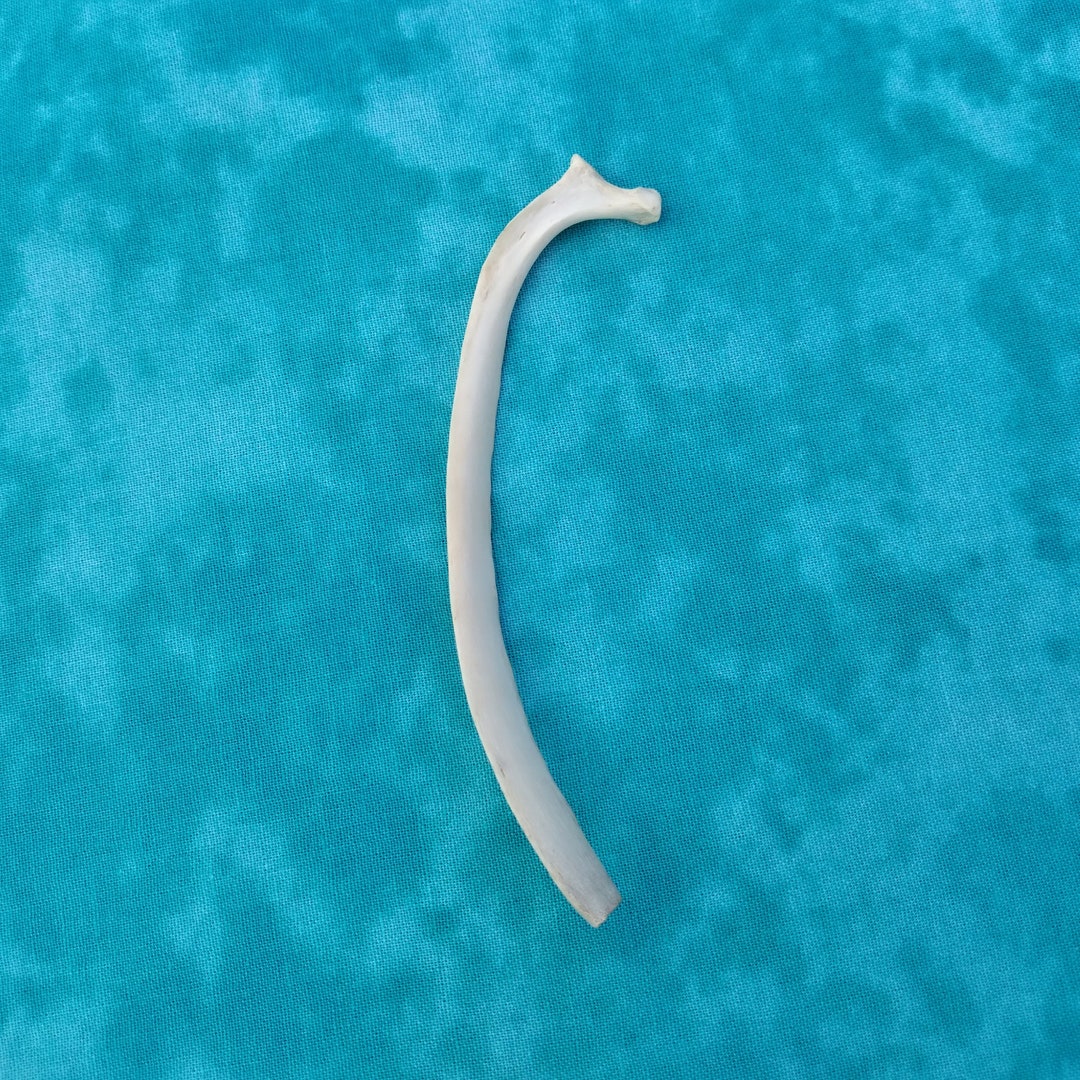 Coyote Rib Bone pictured, Ethically-sourced - Etsy