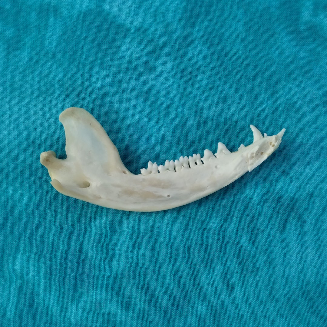 Opossum Mandible pictured With Loose Teeth, Ethically-sourced - Etsy
