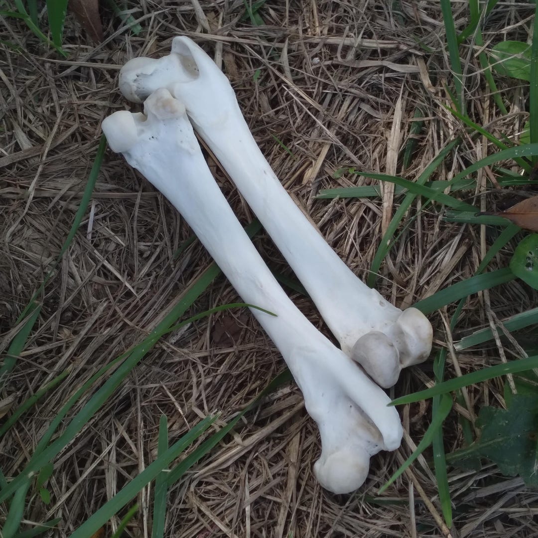 Raccoon Femur Bone Pair, Real Leg Bones Ethically-sourced Specimen - Etsy